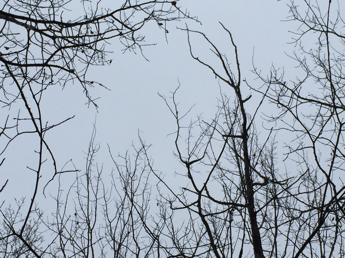 Poem – Shelter | William Ricci